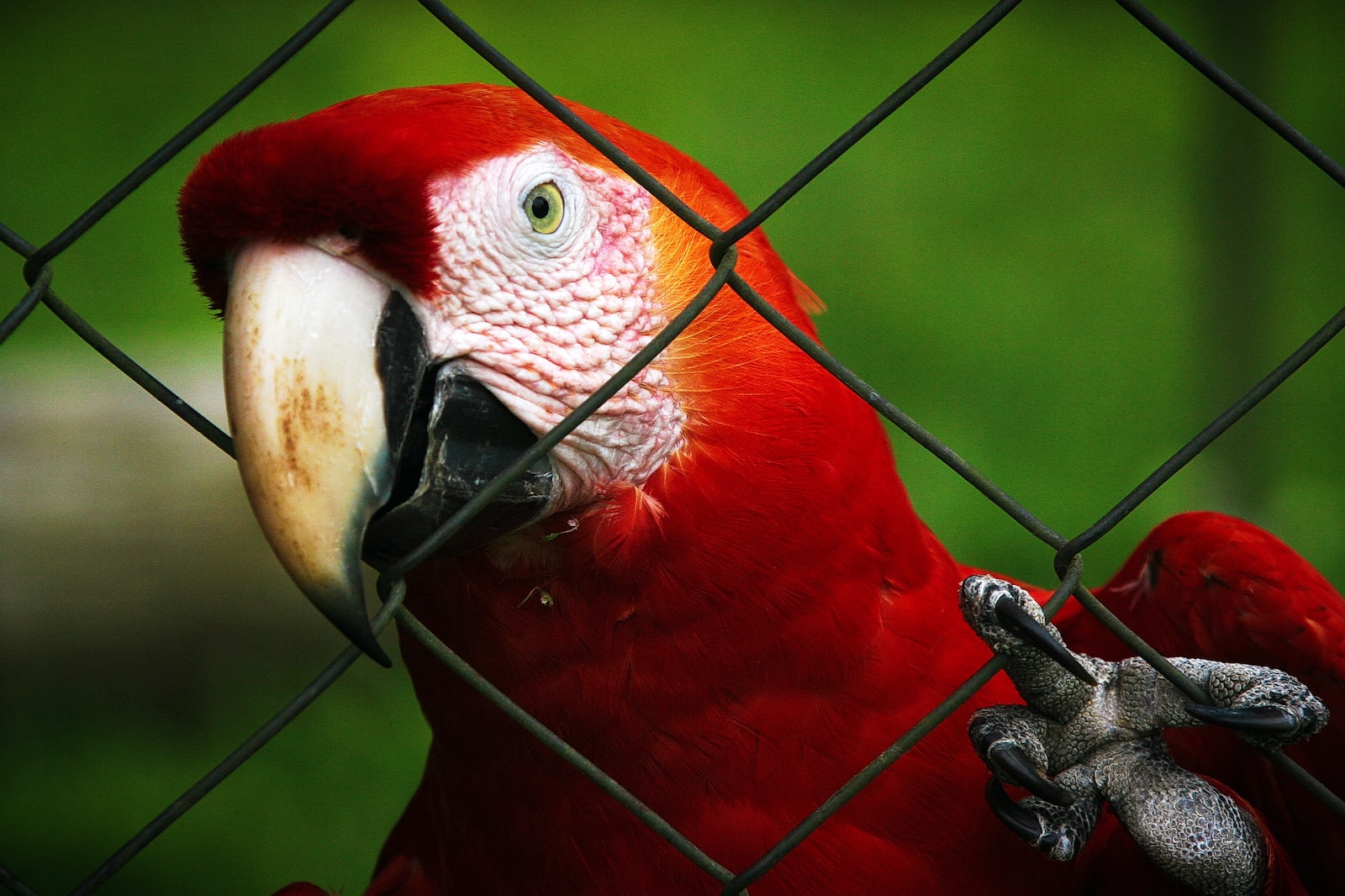 Open Arts Forum | Bird