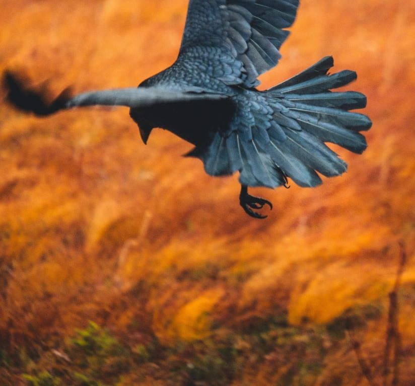 Open Arts Forum | 1 Crow-2 Crow / taken from Hoodie & The Doll